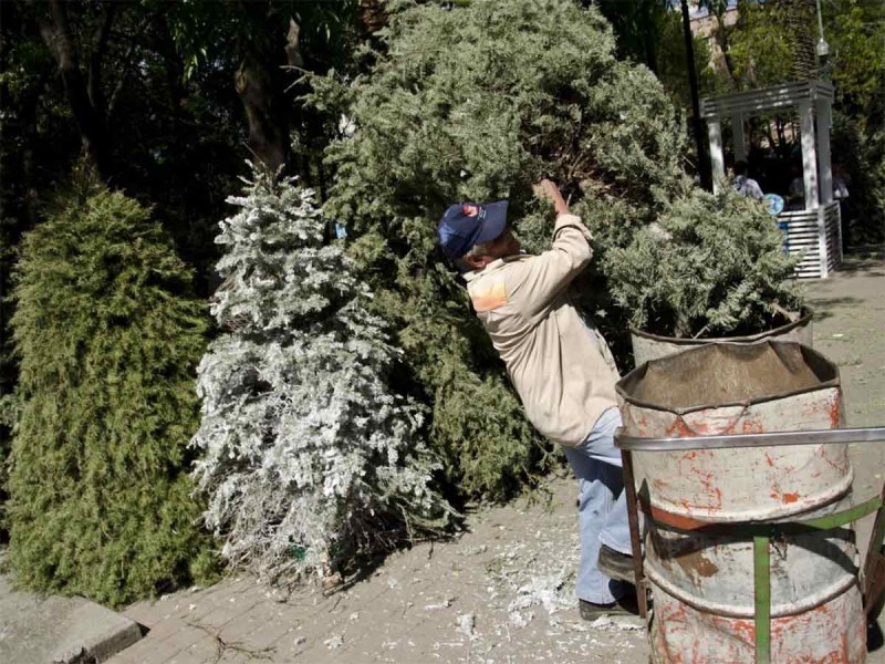 ¿dÓnde Tirar El Árbol De Navidad Estos Son Los Centros De Acopio En