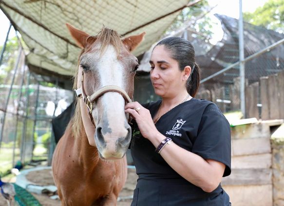 ZAPOPAN RESCATA UNA YEGUA QUE VIVÍA EN MALTRATO ANIMAL - Jalisco Noticias ZAPOPAN RESCATA UNA YEGUA QUE VIVÍA EN MALTRATO ANIMAL - Jalisco Noticias